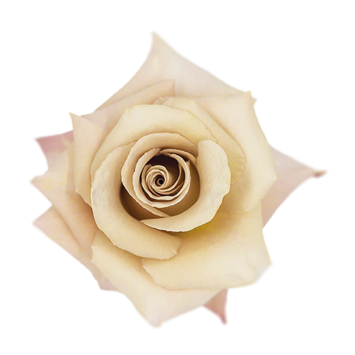 Wholesale Roses | Buy Fresh Roses in Bulk | WholesaleRoses.com