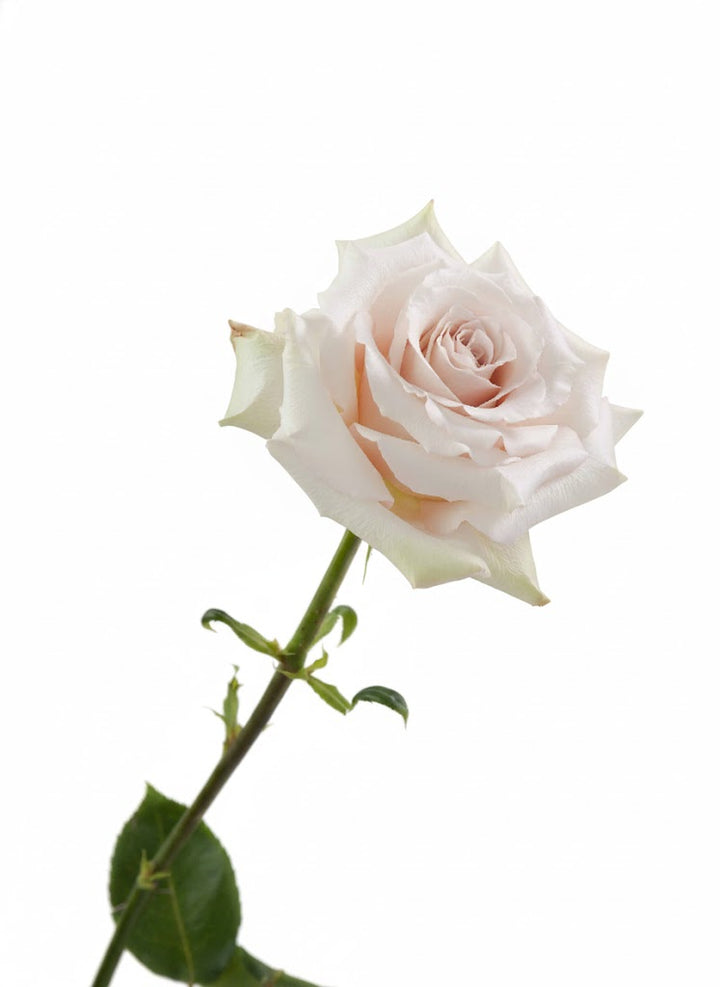 Wholesale Roses | Buy Fresh Roses in Bulk | WholesaleRoses.com